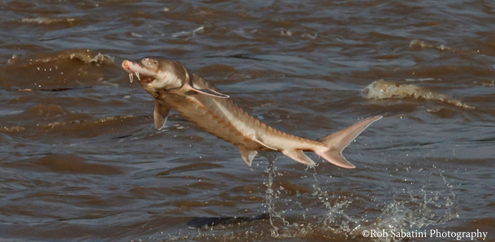 Atlantic Sturgeon Kayak Tour | RVA Paddlesports